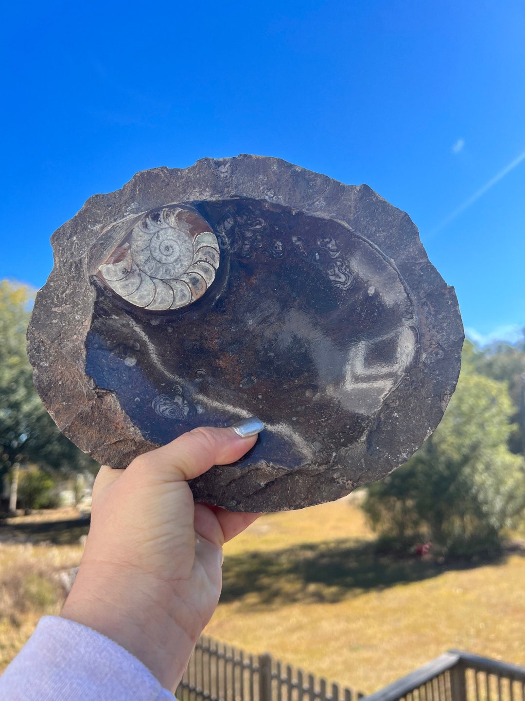 Ammonite Fossil Specimen Plate Ammonite Conch Fossil Geology Gift for ...