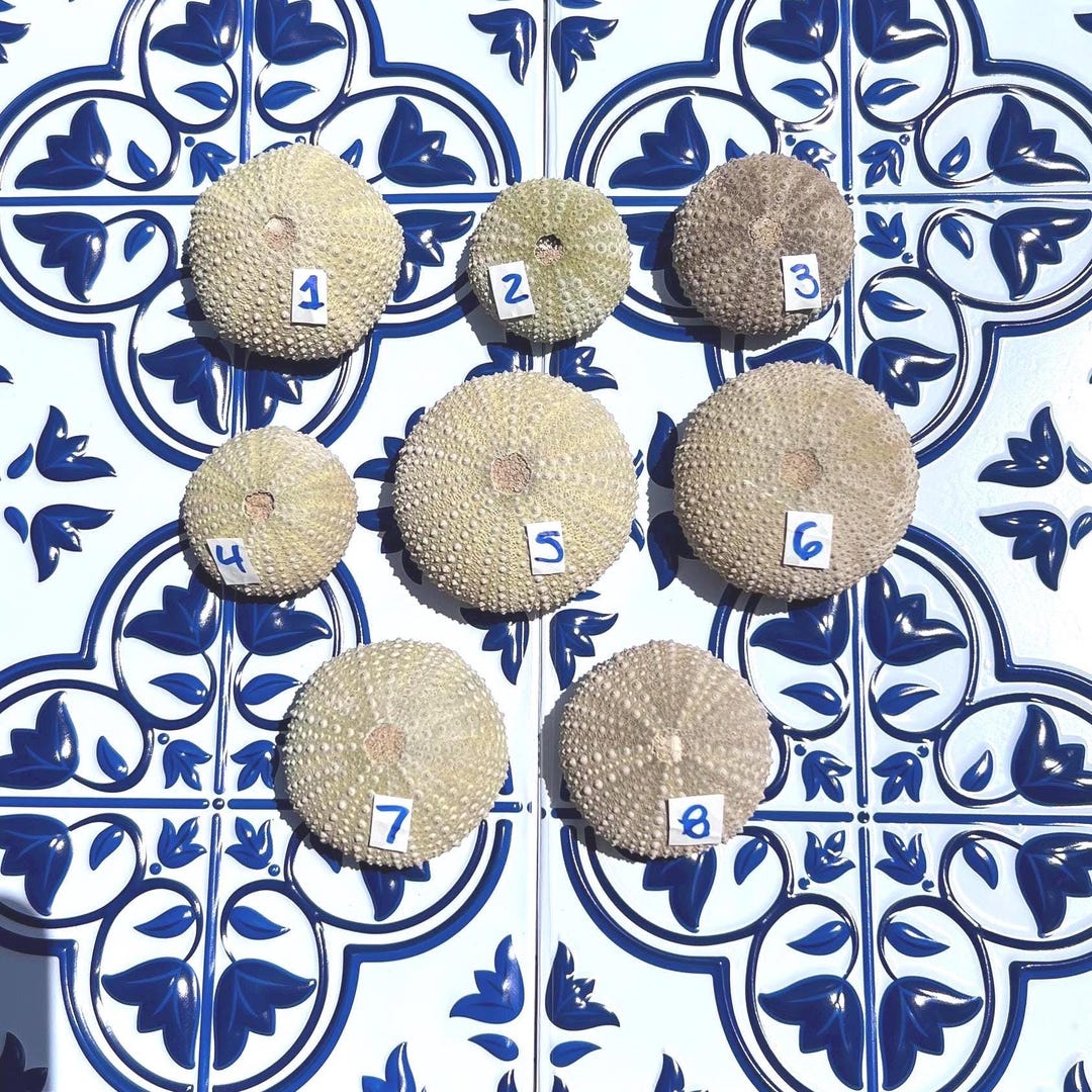 Natural Sea Urchin Shells - Rare Moroccan Coastal Fossil - Etsy