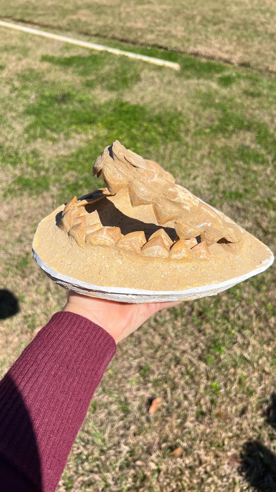 Shark Jaw Fossil ~ Crow Shark Tooth Jaw Fossil ~ Squalicorah ...