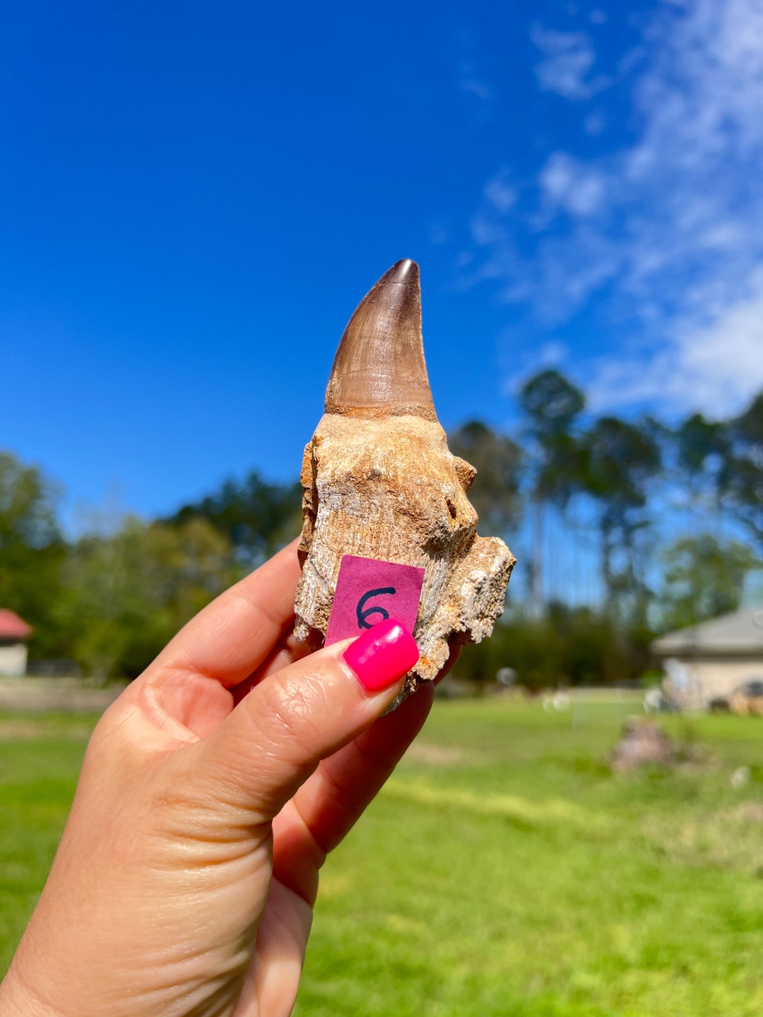 Six Huge Dinosaur Tooth ~ Pick Yours ~ Mosasaur Tooth With Root 100% ...