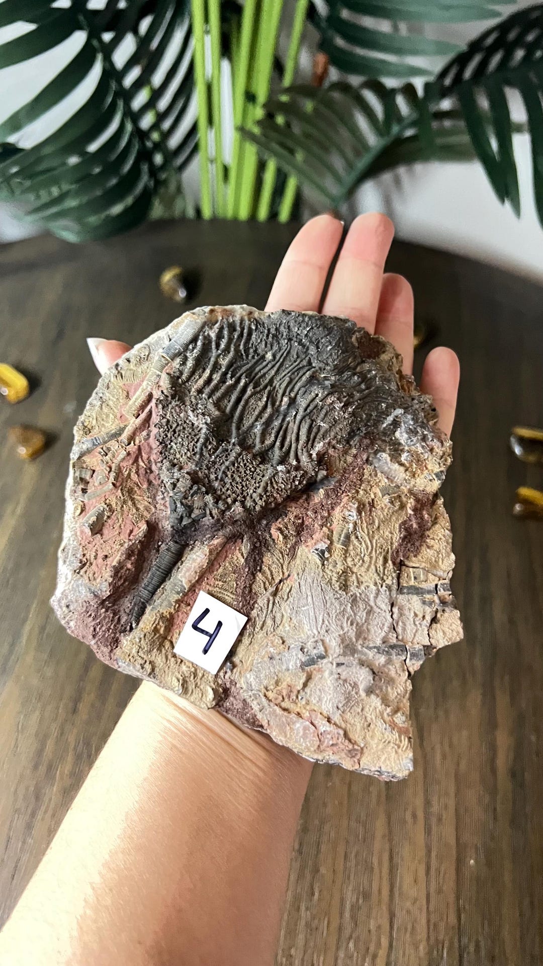 Crinoid Scyphocrinites Flower Fossil ~choose Yours ~ Real Fossil ...