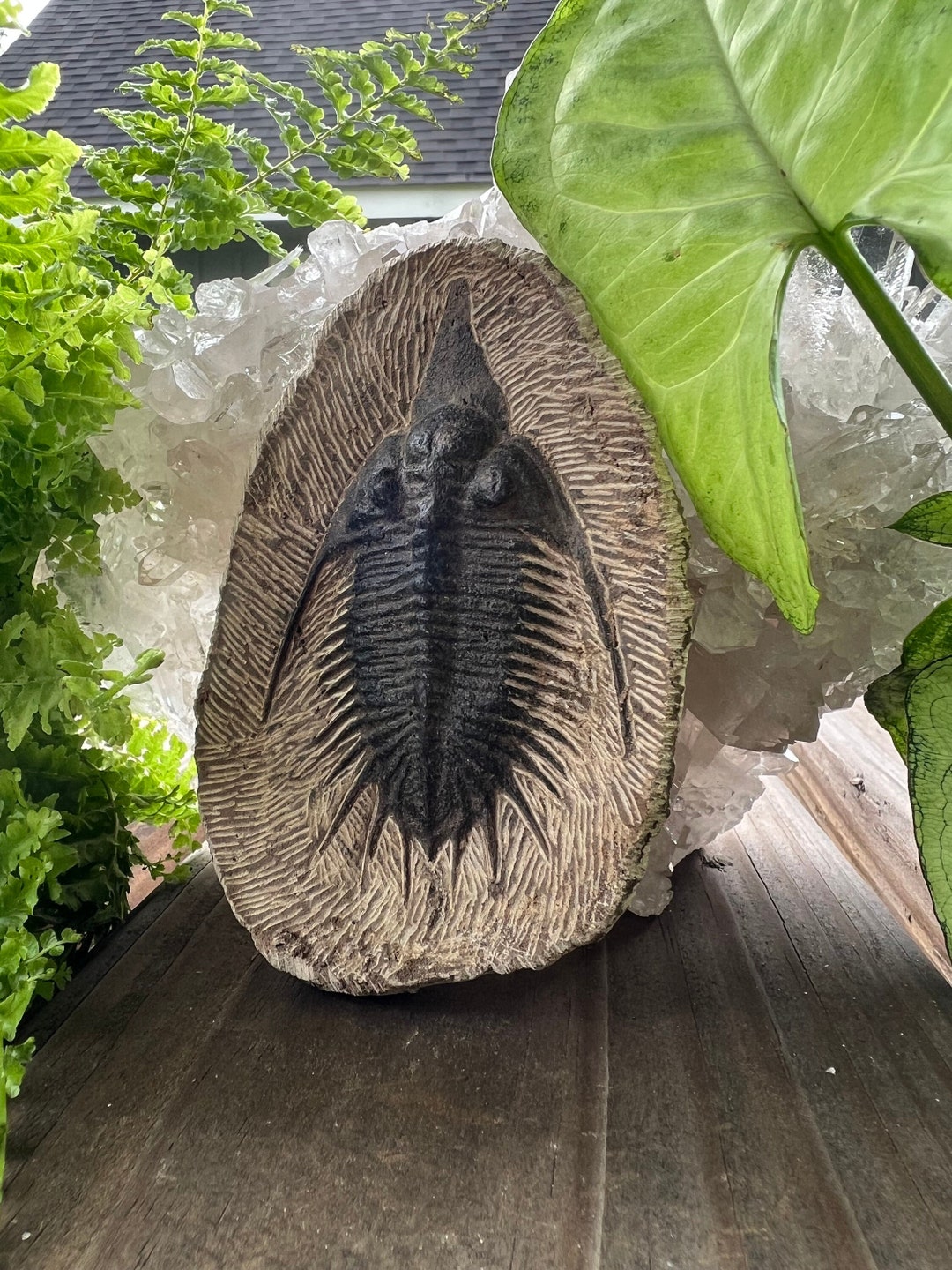 Rare Trilobite Fossil Real Trilobite Fossil Ancient Fossil - Etsy Australia