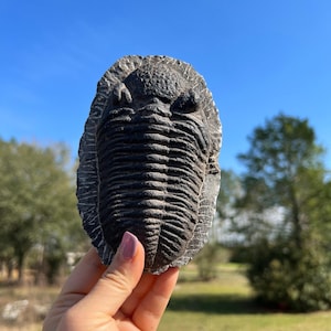 Huge Trilobite Fossil ~ Trilobite Fossil Cast ~ Collector Fossil ...