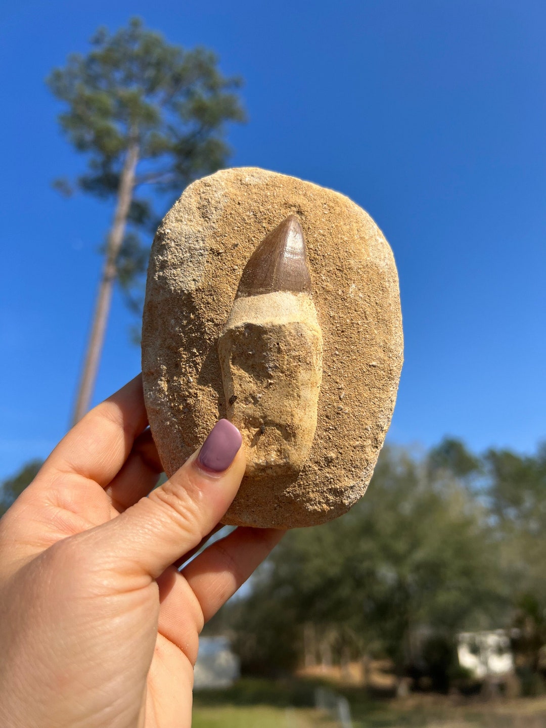 Dinosaur Tooth ~ Mosasaur Tooth With Root 100% Genuine Specimen ...