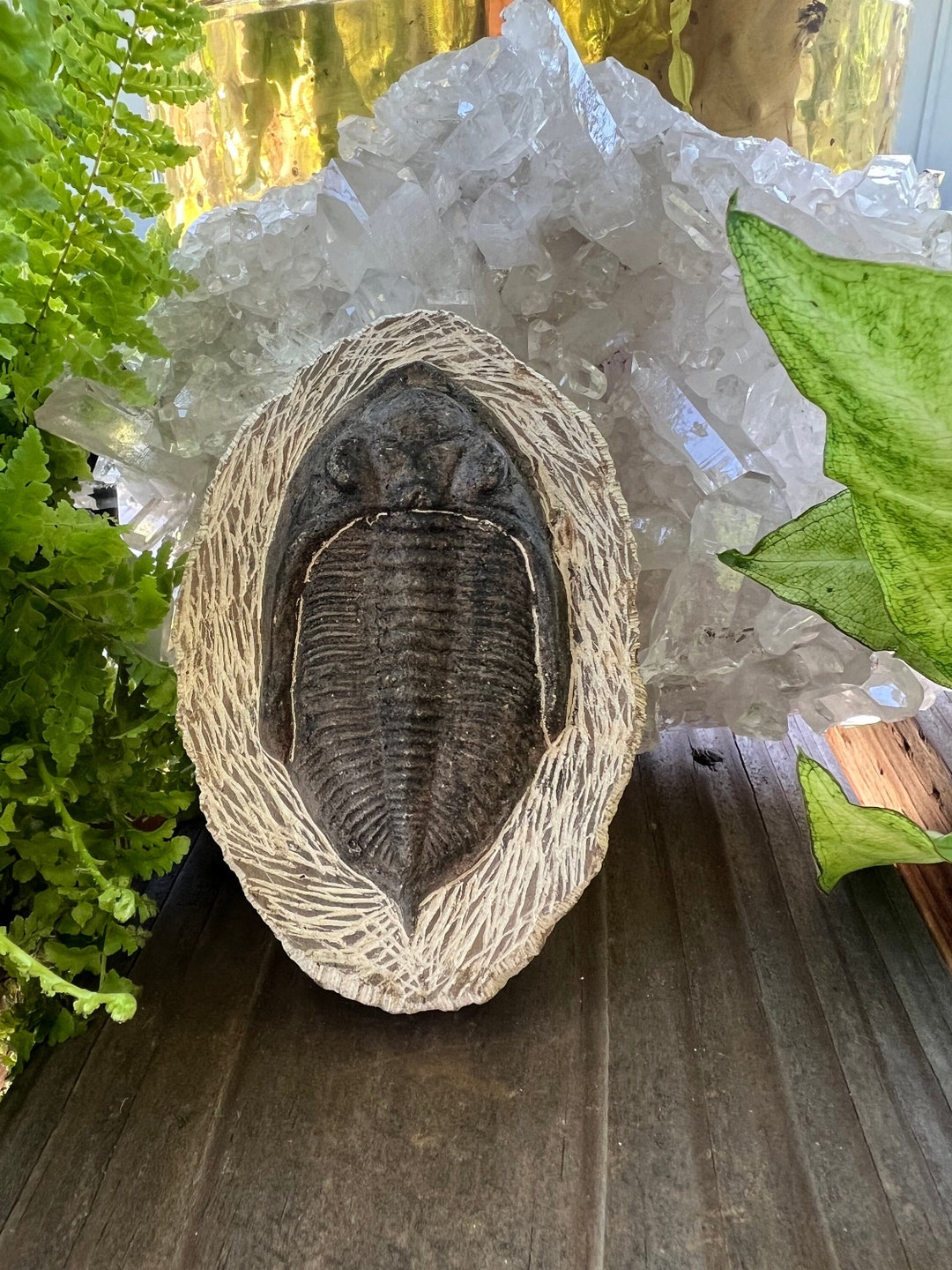 Trilobite Fossil ~ Trilobite Fossil ~ Ancient Fossil ~ Collector Fossil ...