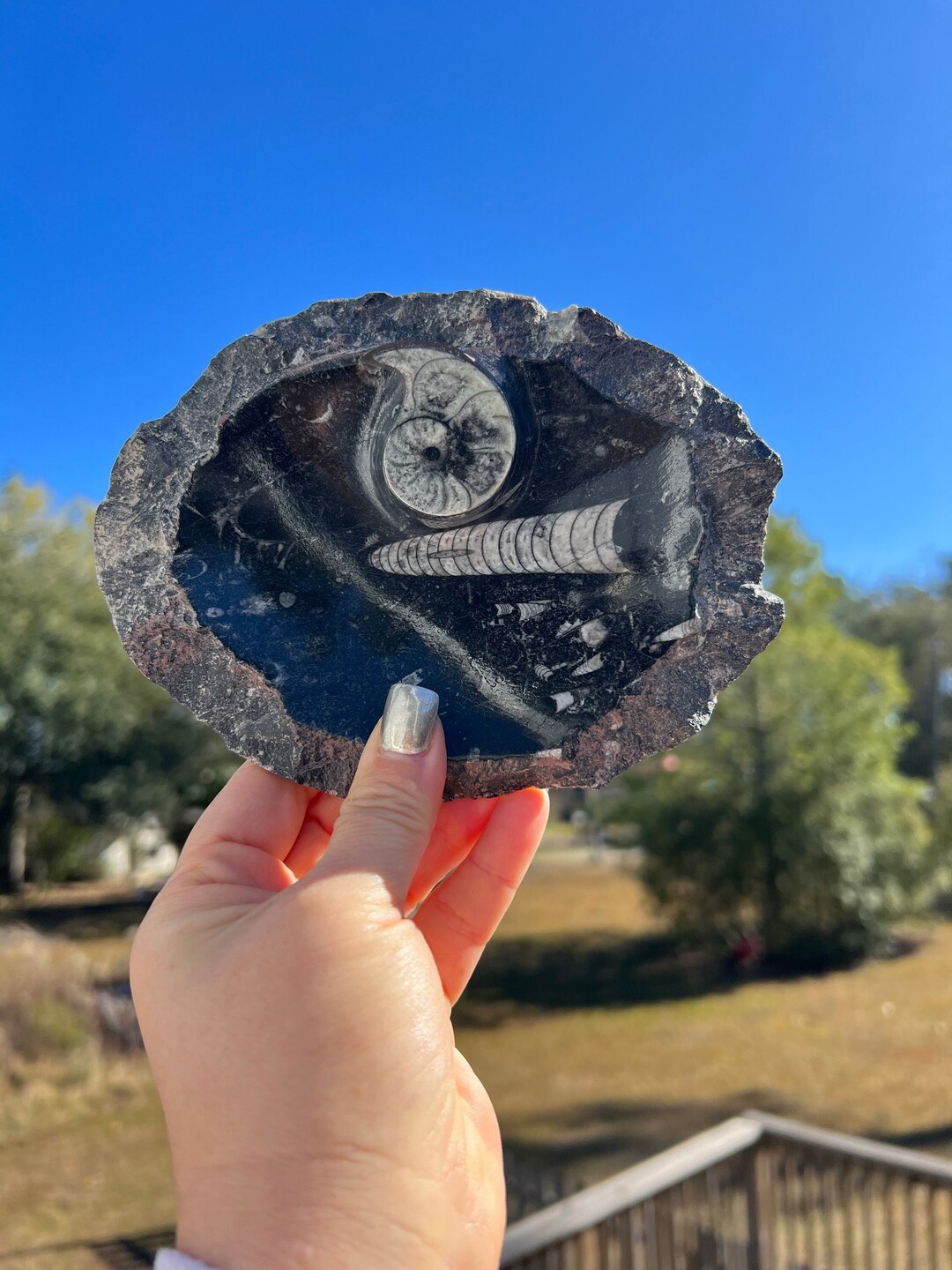 One of a Kind Soap Ammonite Fossil Soap Dish or Plate Gift for Home ...