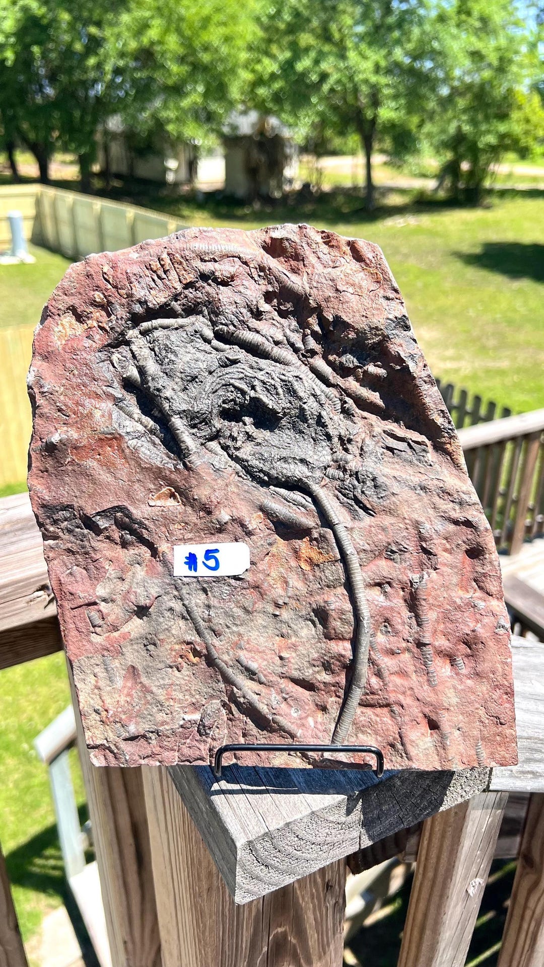 Crinoid Flower Fossil Slab - Scyphocrinites Collector Geology Specimen ...