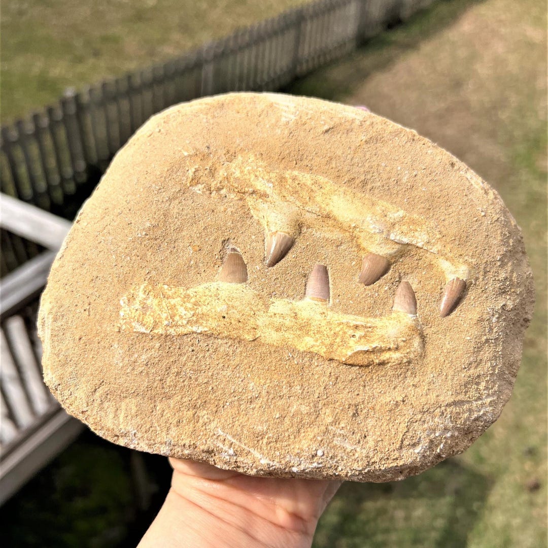 Dinosaur Tooth ~ Mosasaur Tooth With Root 100% Genuine Specimen ...