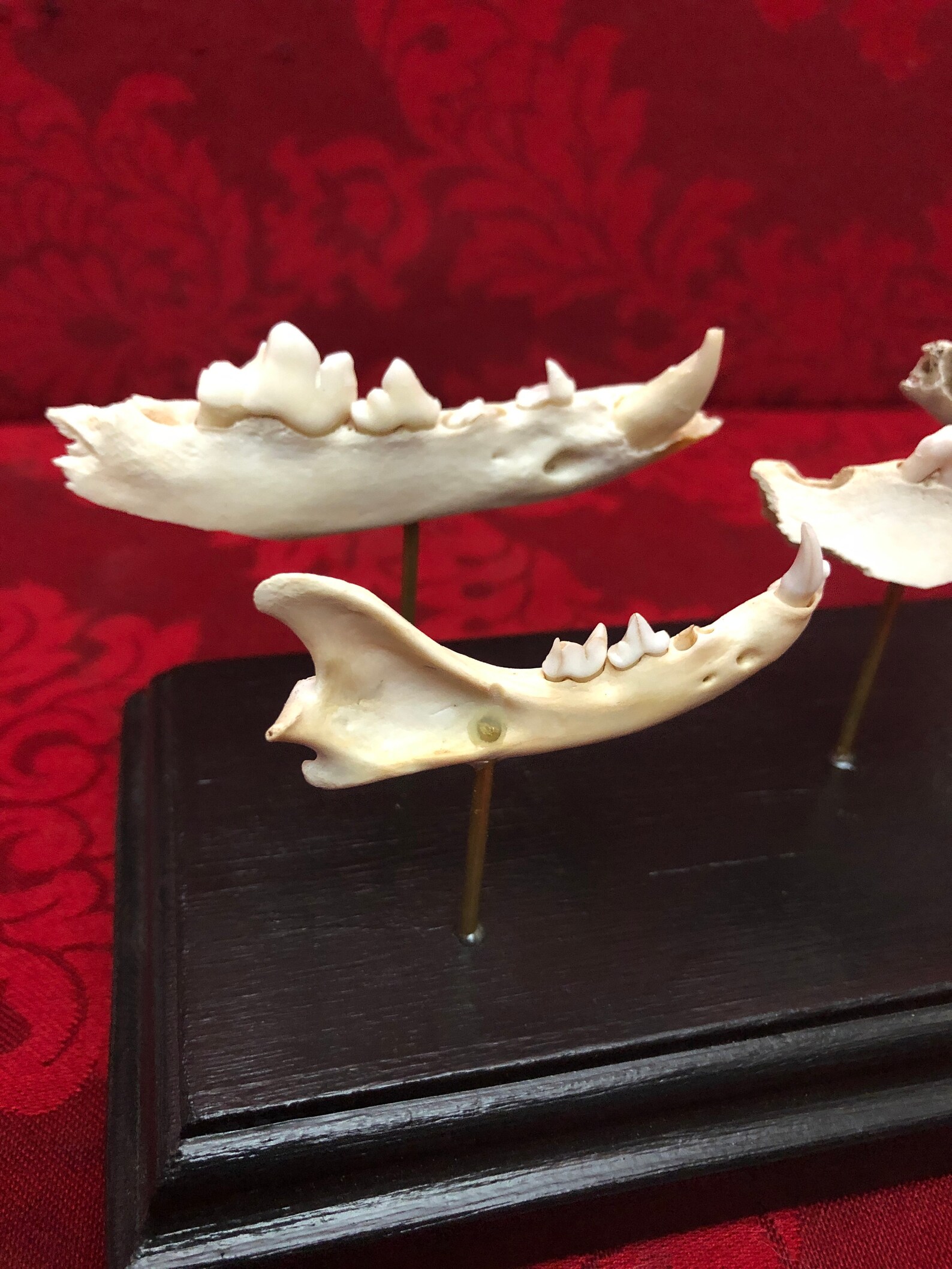 Taxidermy Animal Jaw Pieces Real Skull - Etsy