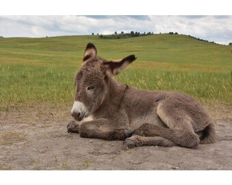 Burro Fabric - Etsy