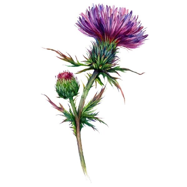 Thistle Fabric - Etsy