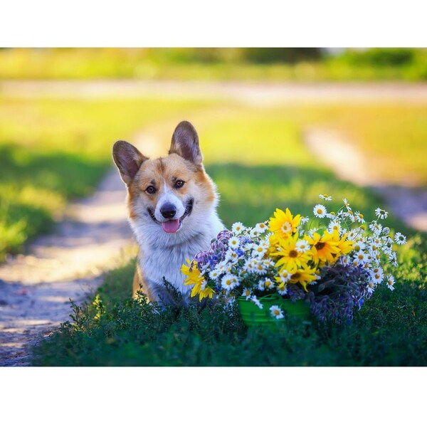 Dog Fabric Panels - Etsy