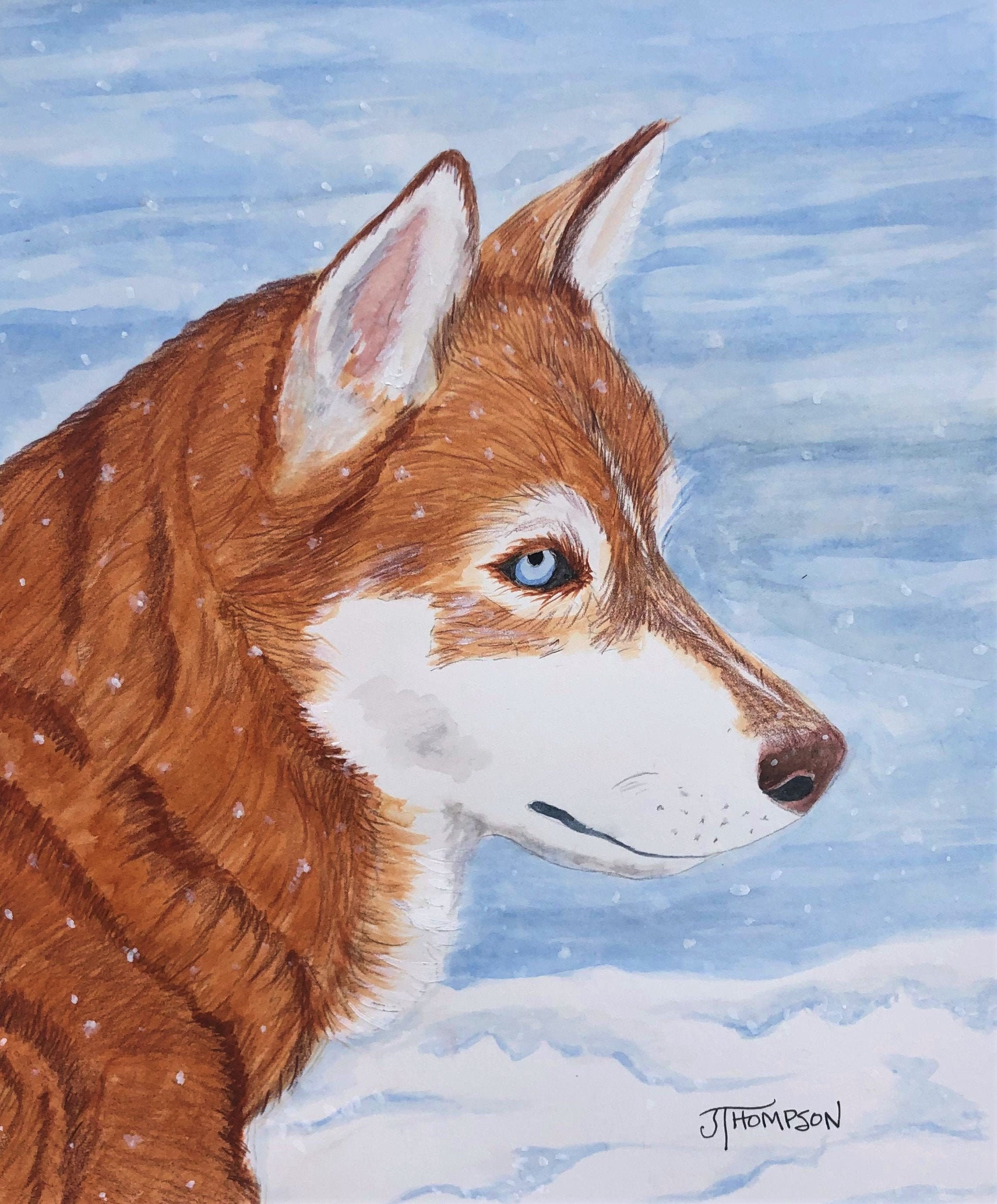 Fox Mixed With Husky