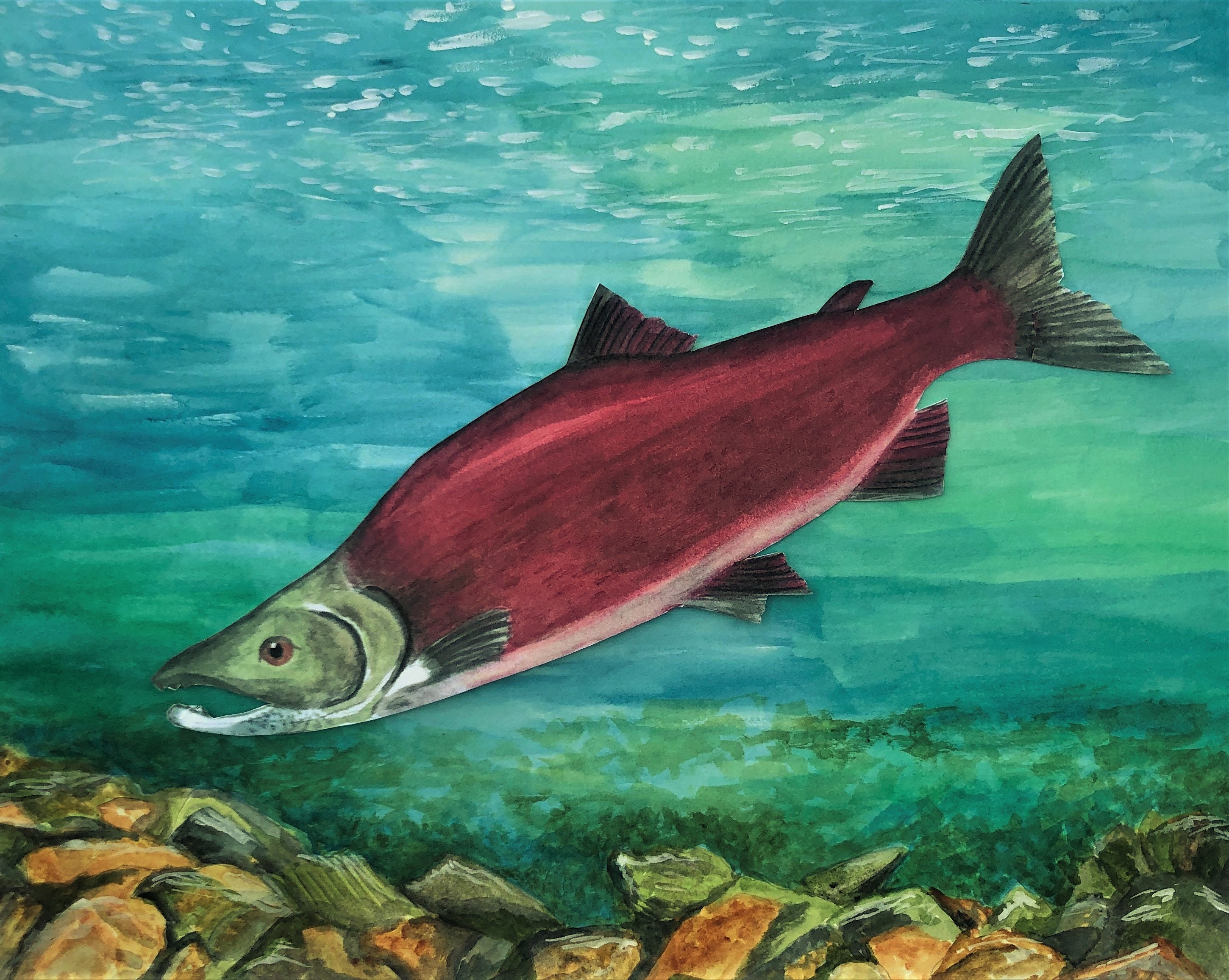 Sockeye Salmon Drawing