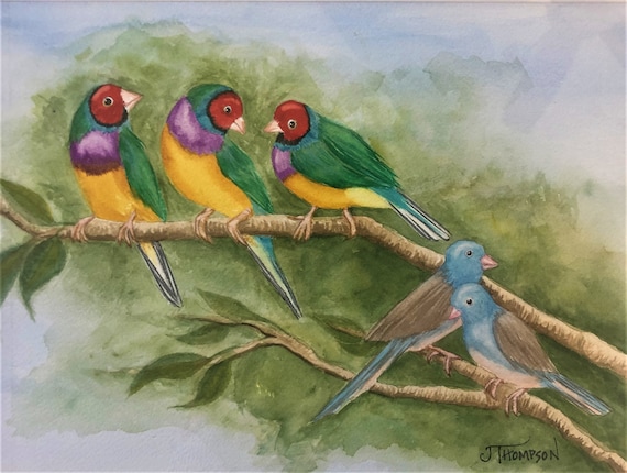 FINCH BIRD ART Lady Gouldian Finches Cordon Bleu Finches - Etsy