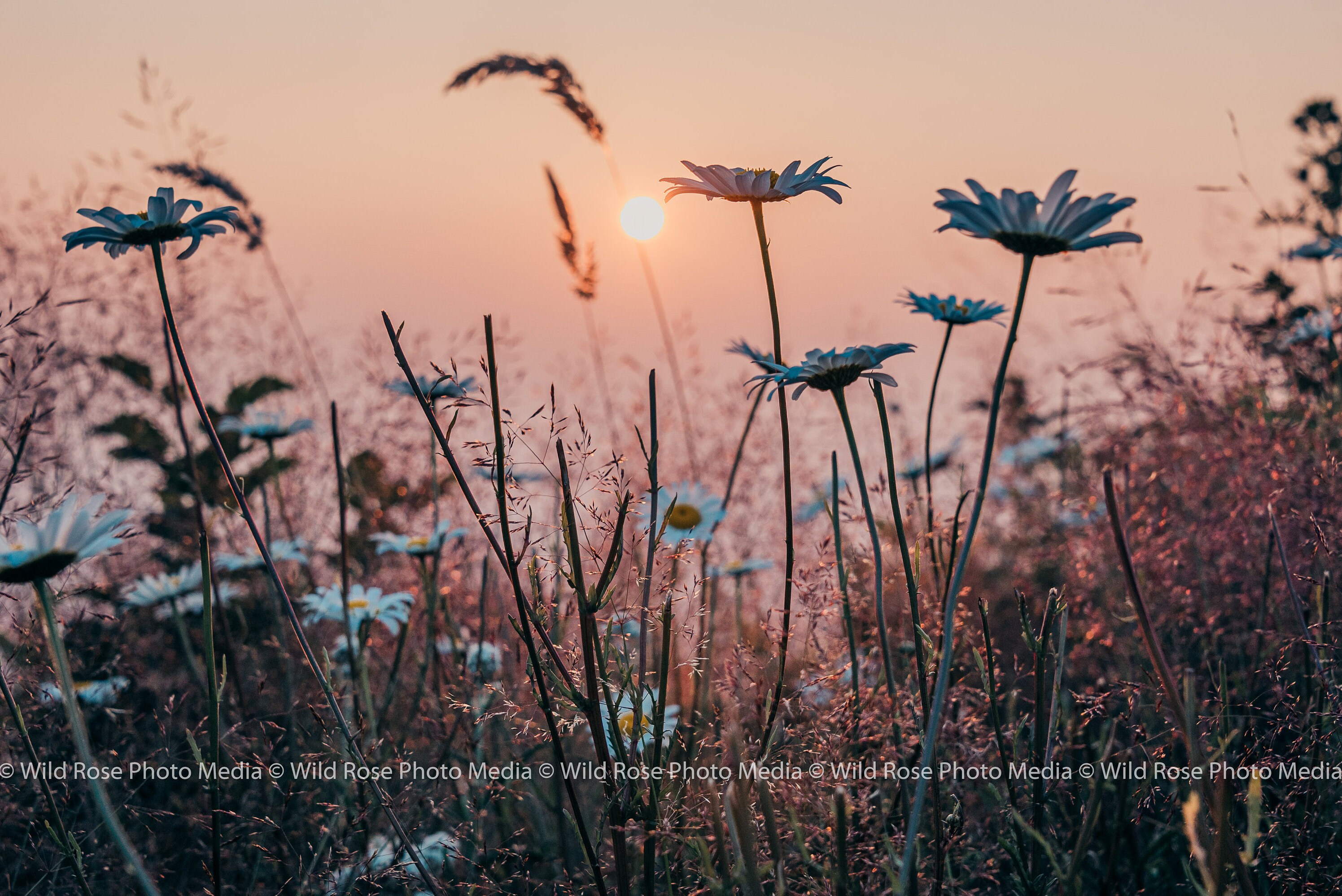 Wildflower Sunset - Photographic Wall Art - Etsy