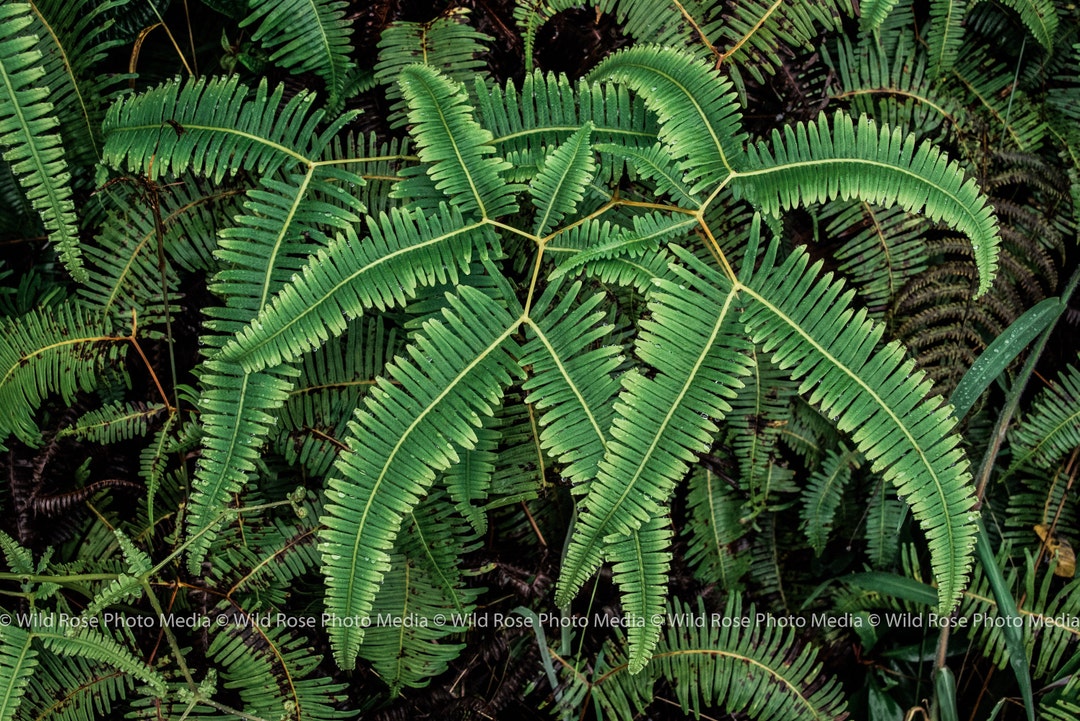 Hawaiian Fern - Photographic Wall Art - Etsy
