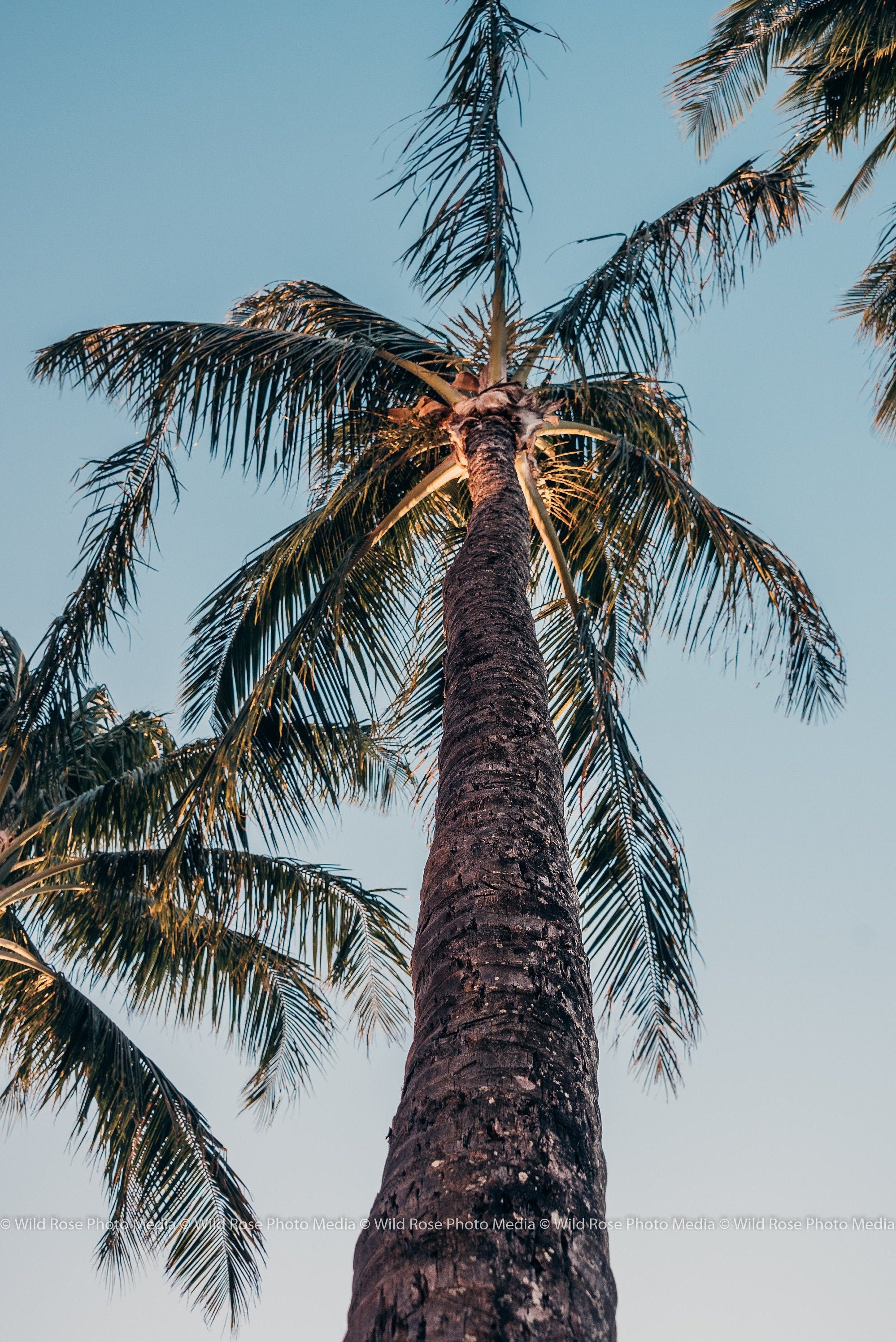 Palm Trees - Photographic Wall Art - Etsy