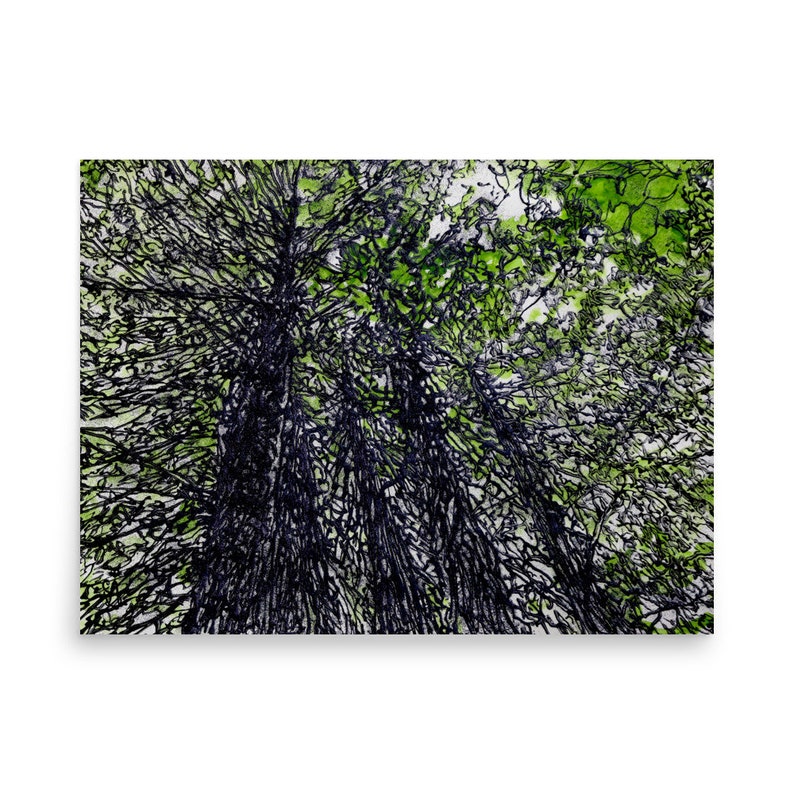 Cathedral Tree Trees of Mystery Art Print - Etsy