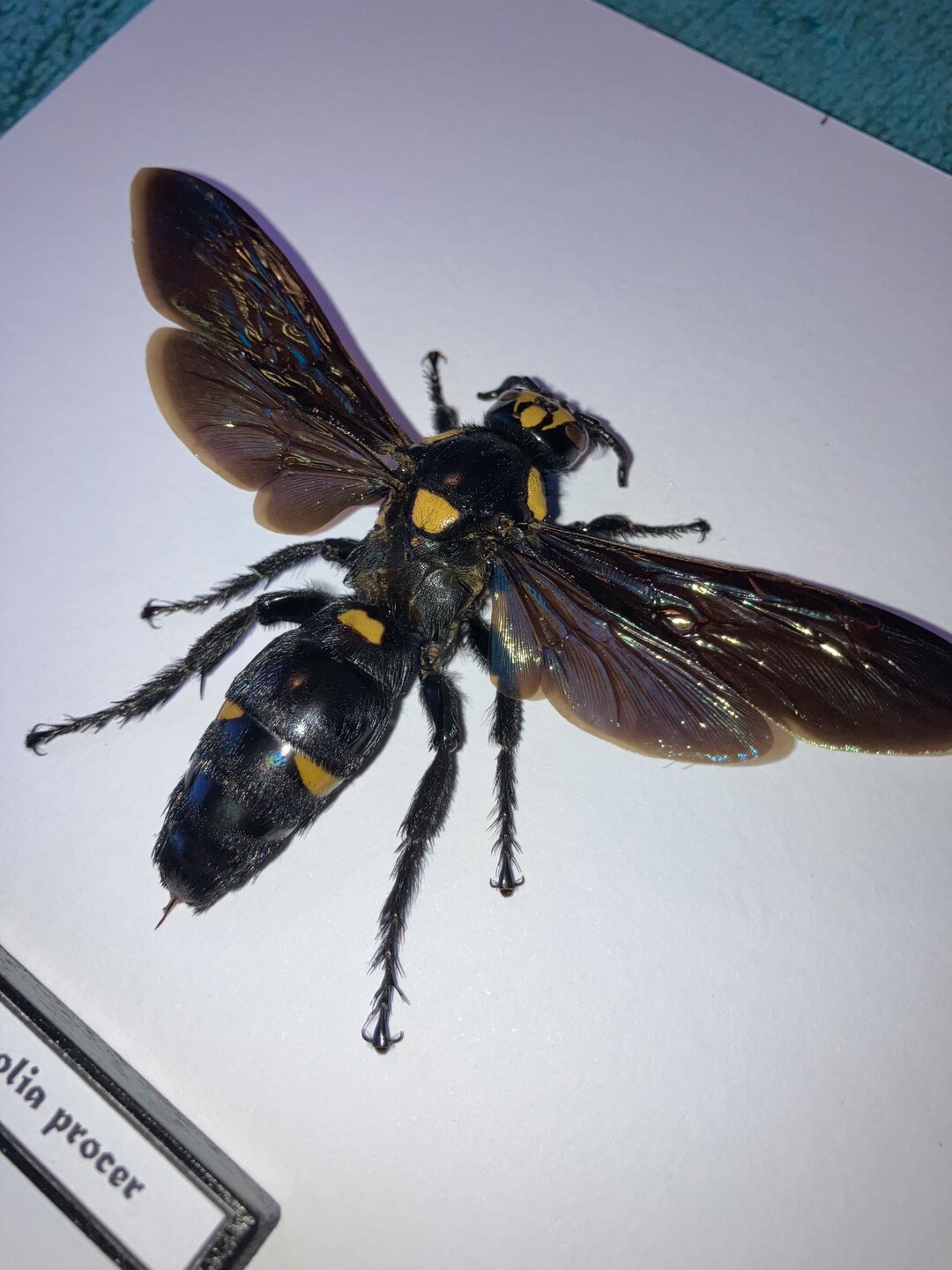 Giant Scoliid Wasp Black Frame - Etsy