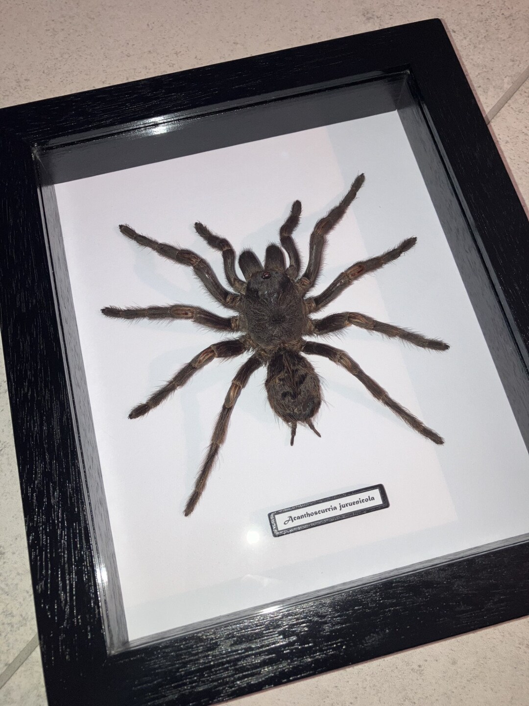XL Rusty-leg Tarantula Framed in Black - Etsy