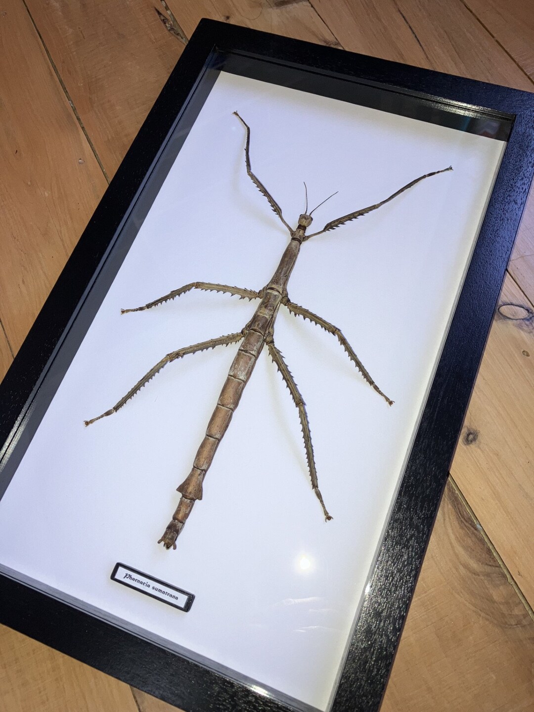Giant Stick Insect Framed in Black - Etsy
