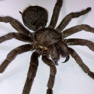 Peruvian Bird eating Spider: Framed in Black - Etsy