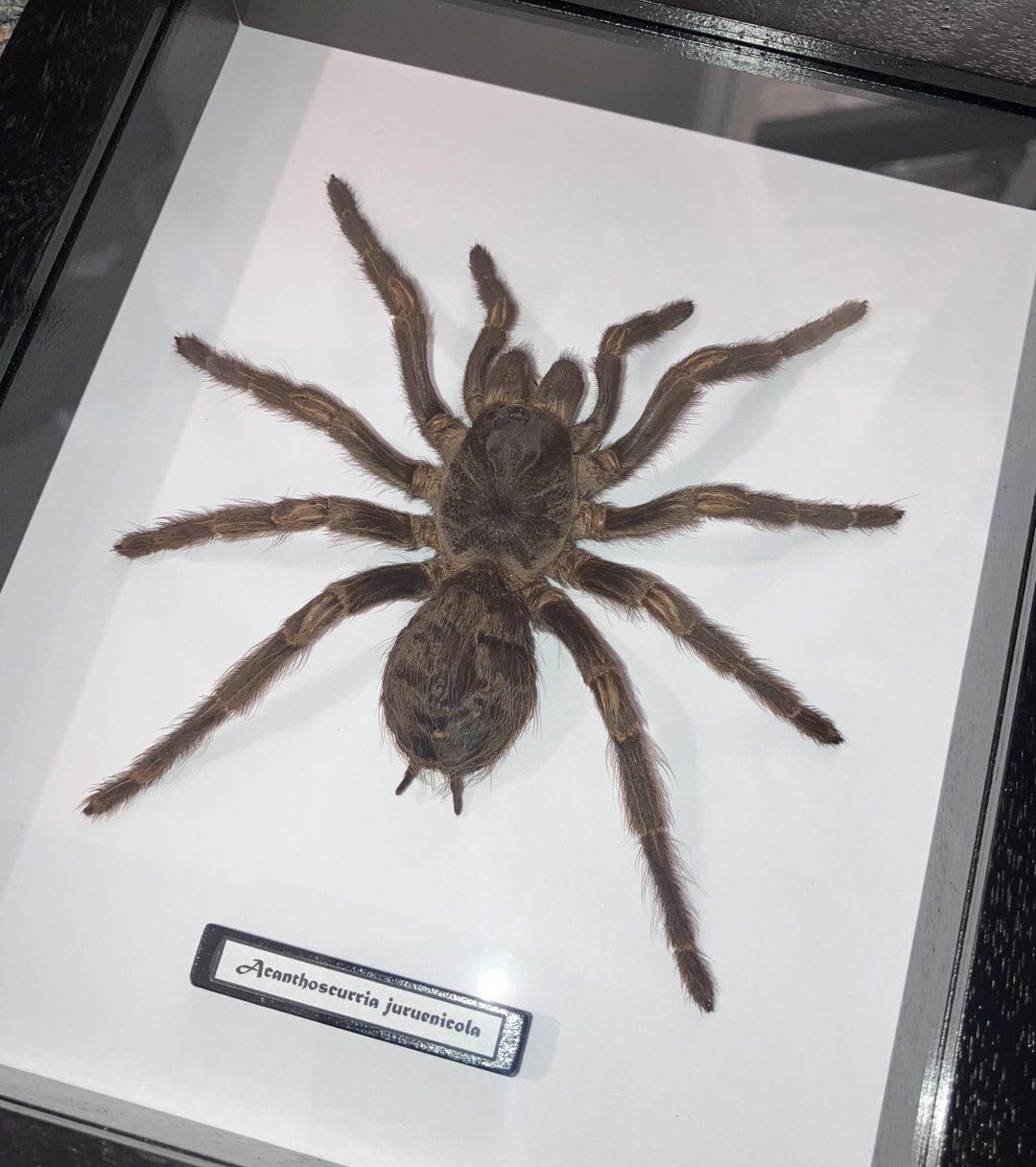 Rusty-leg Tarantula - Framed in Black - Etsy