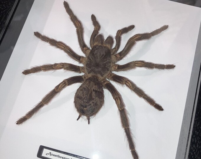 Rusty-leg Tarantula - Framed in Black - Etsy