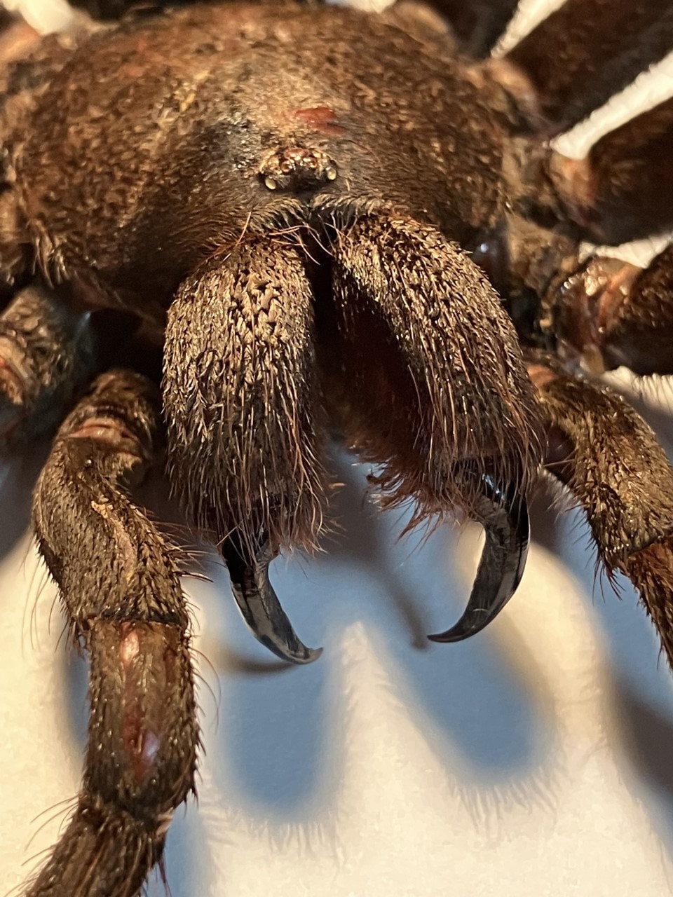 Goliath Bird Eating Spider Eyes