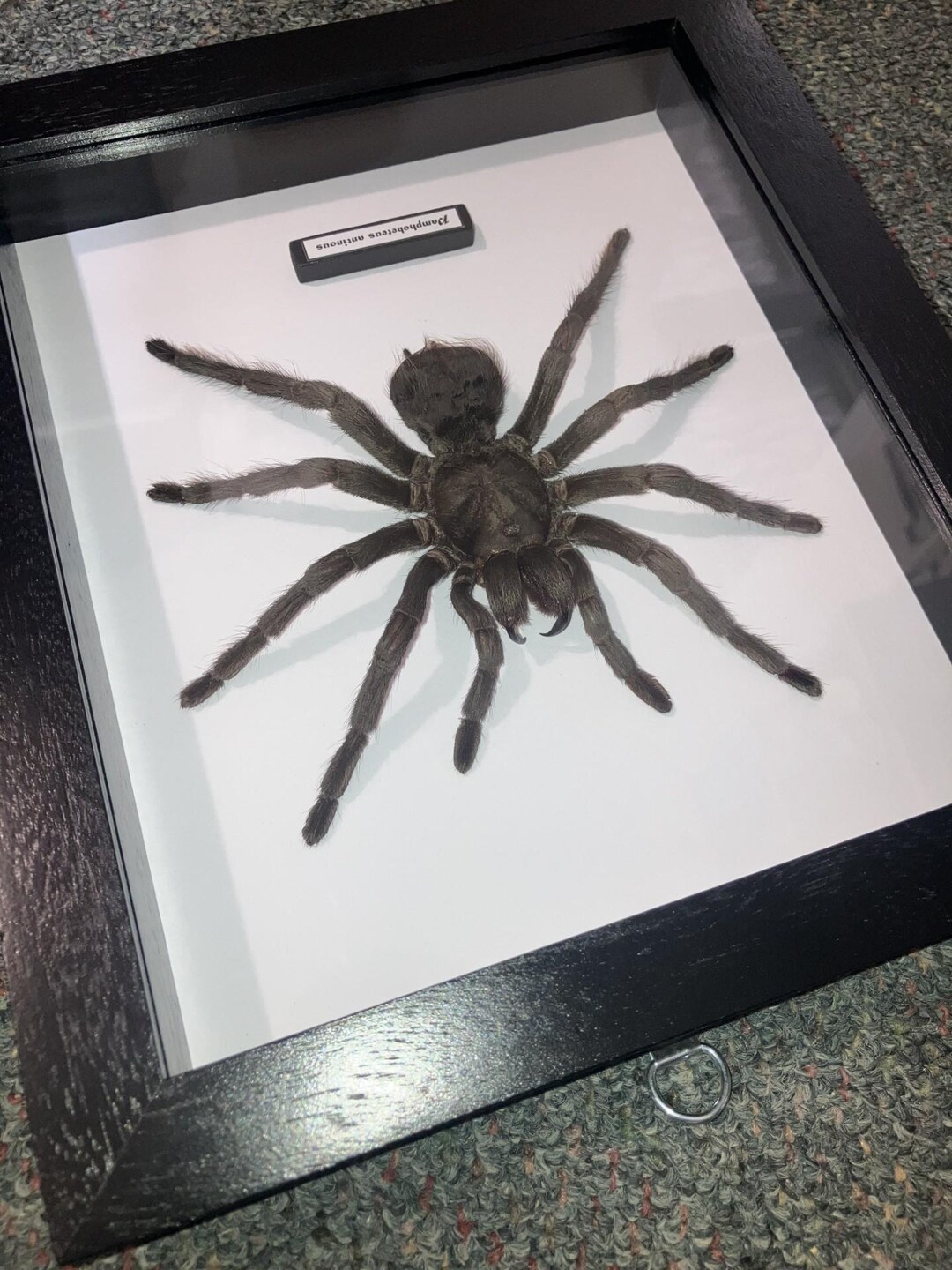 Huge Peruvian Bird eating Spider: Black Frame - Etsy
