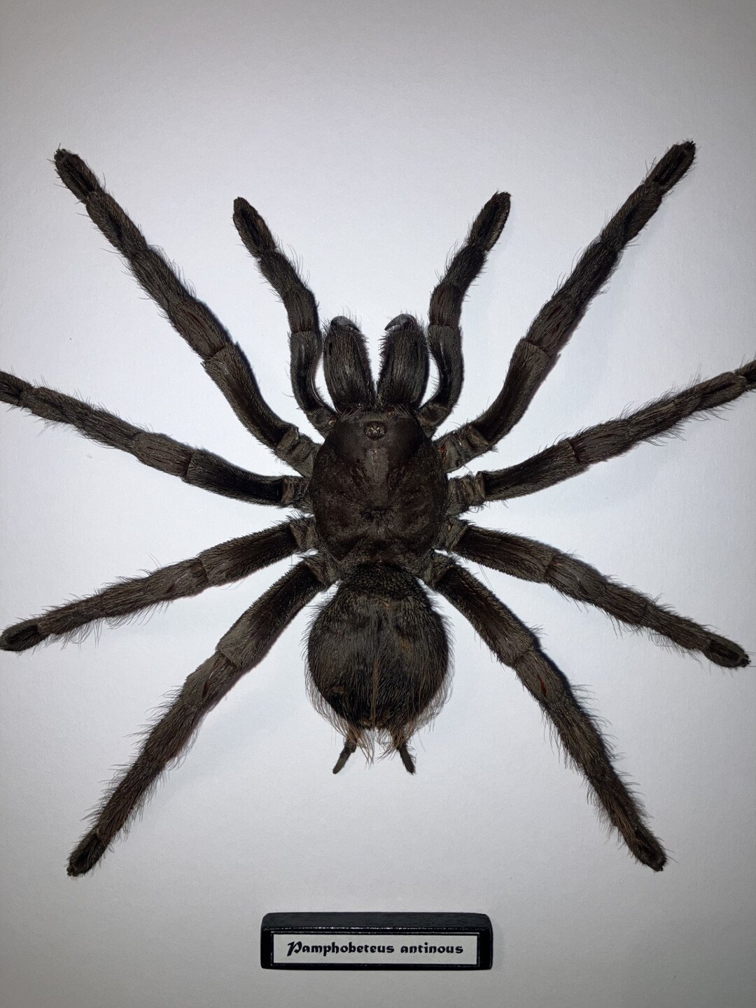 Giant Peruvian Bird Spider Extra Large black Frame - Etsy