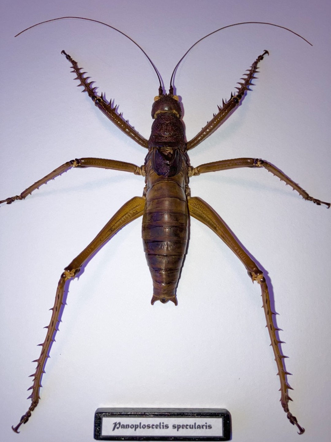 Giant Lobster Katydid Framed in Black - Etsy