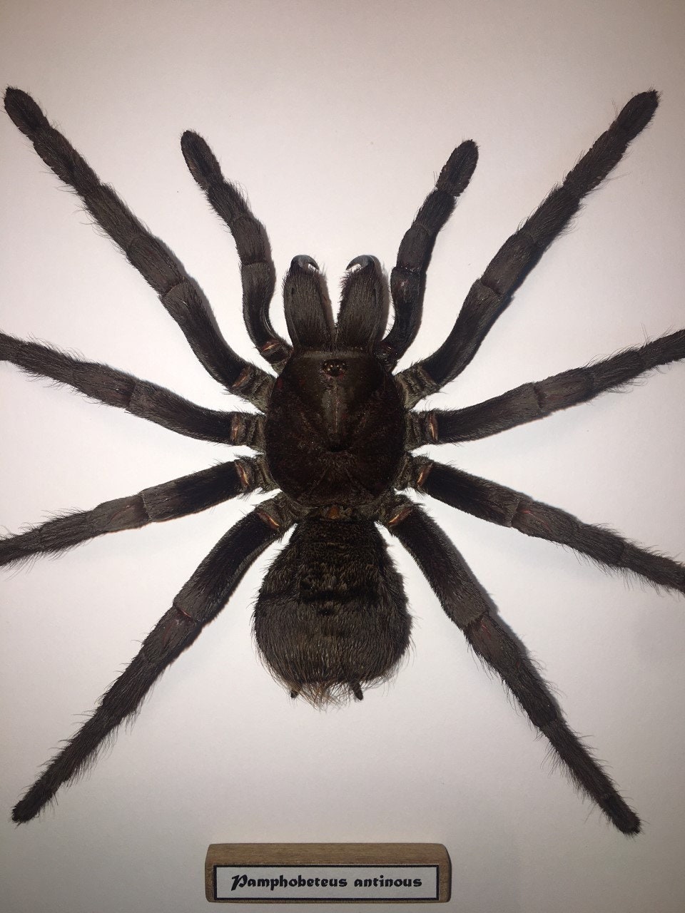 African Goliath Spider