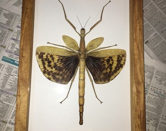 Giant Walking Stick - Etsy