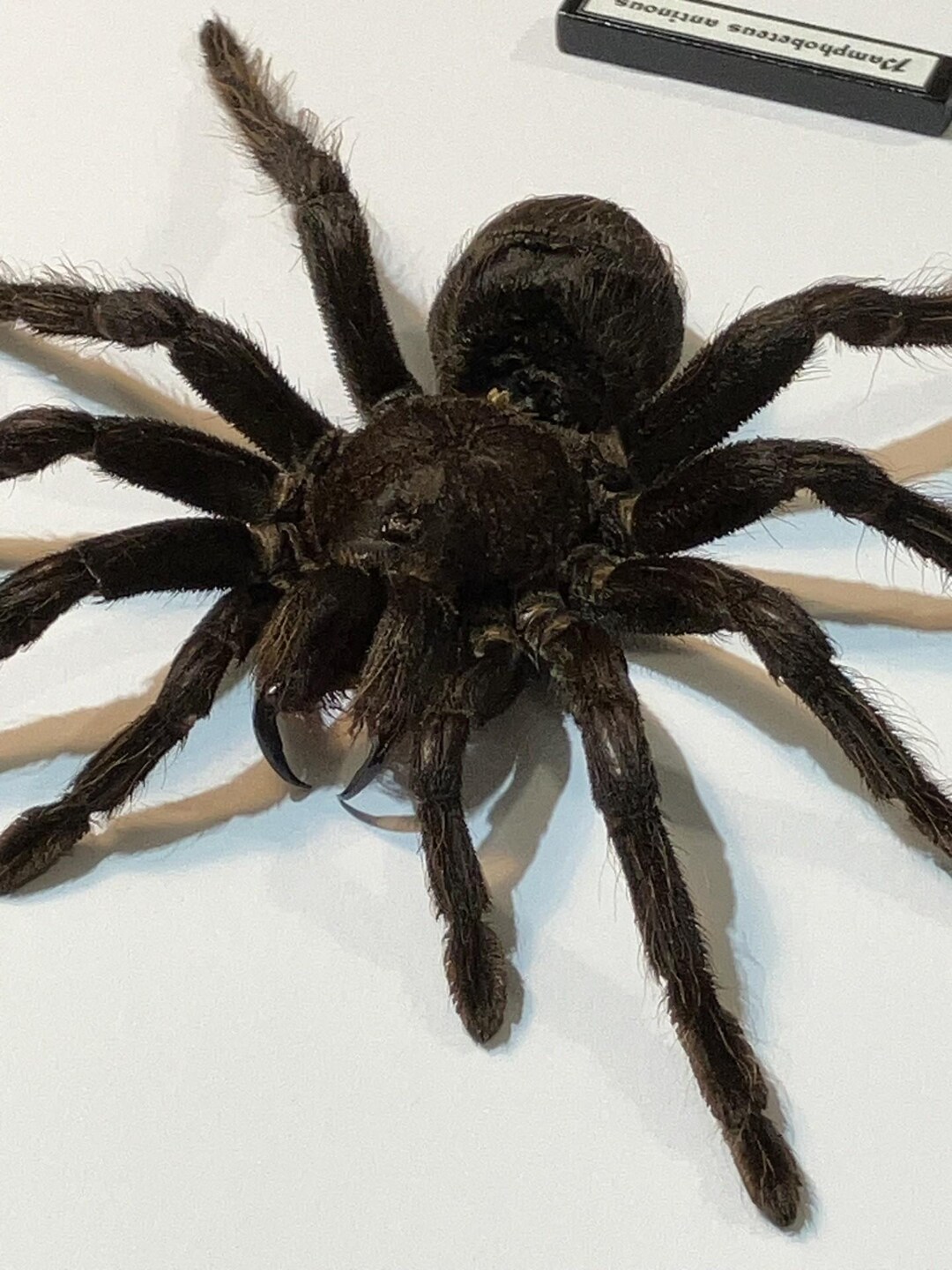 Huge Peruvian Bird eating Spider: Black Frame - Etsy
