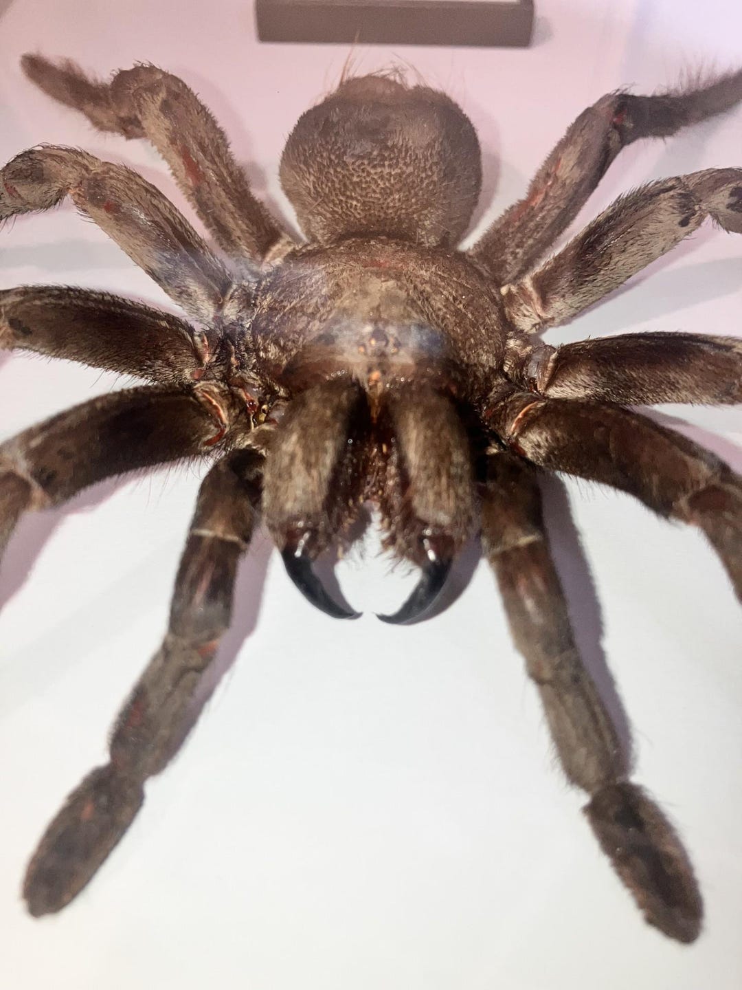 Huge Peruvian Bird -eating Spider: Black Frame - Etsy