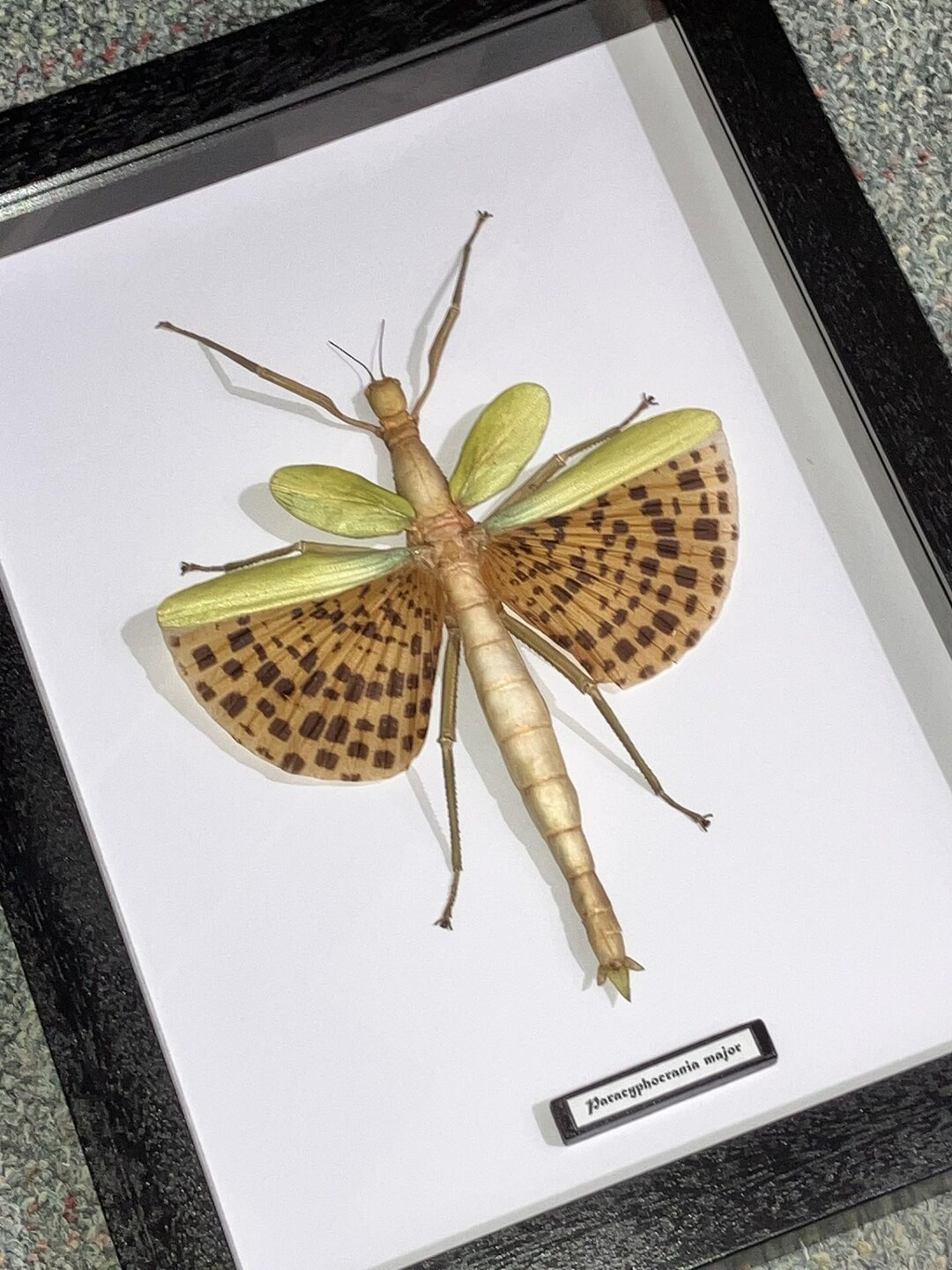 Black Framed Golden Winged Stick Insect - Etsy