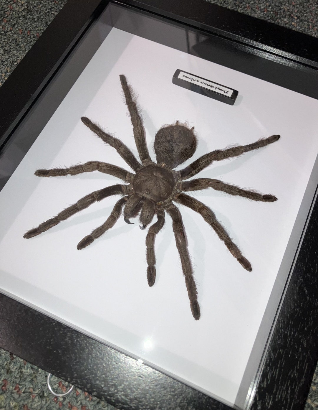 Peruvian Bird -eating Spider: Framed in Black - Etsy