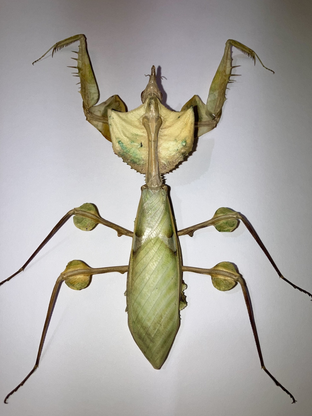 Devil's Flower Mantis - Framed in Black - Etsy