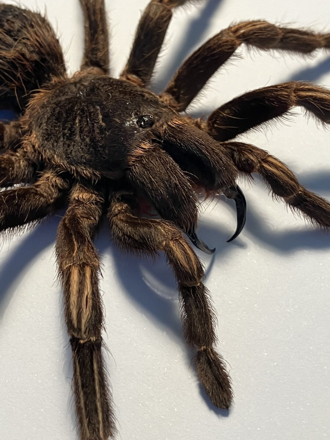 Huge Rusty-leg Tarantula Framed in Black - Etsy