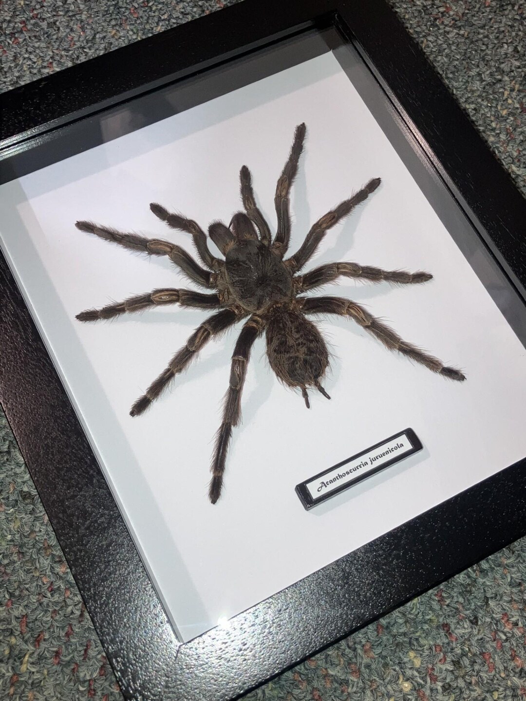 Rusty-leg Tarantula Framed in Black - Etsy