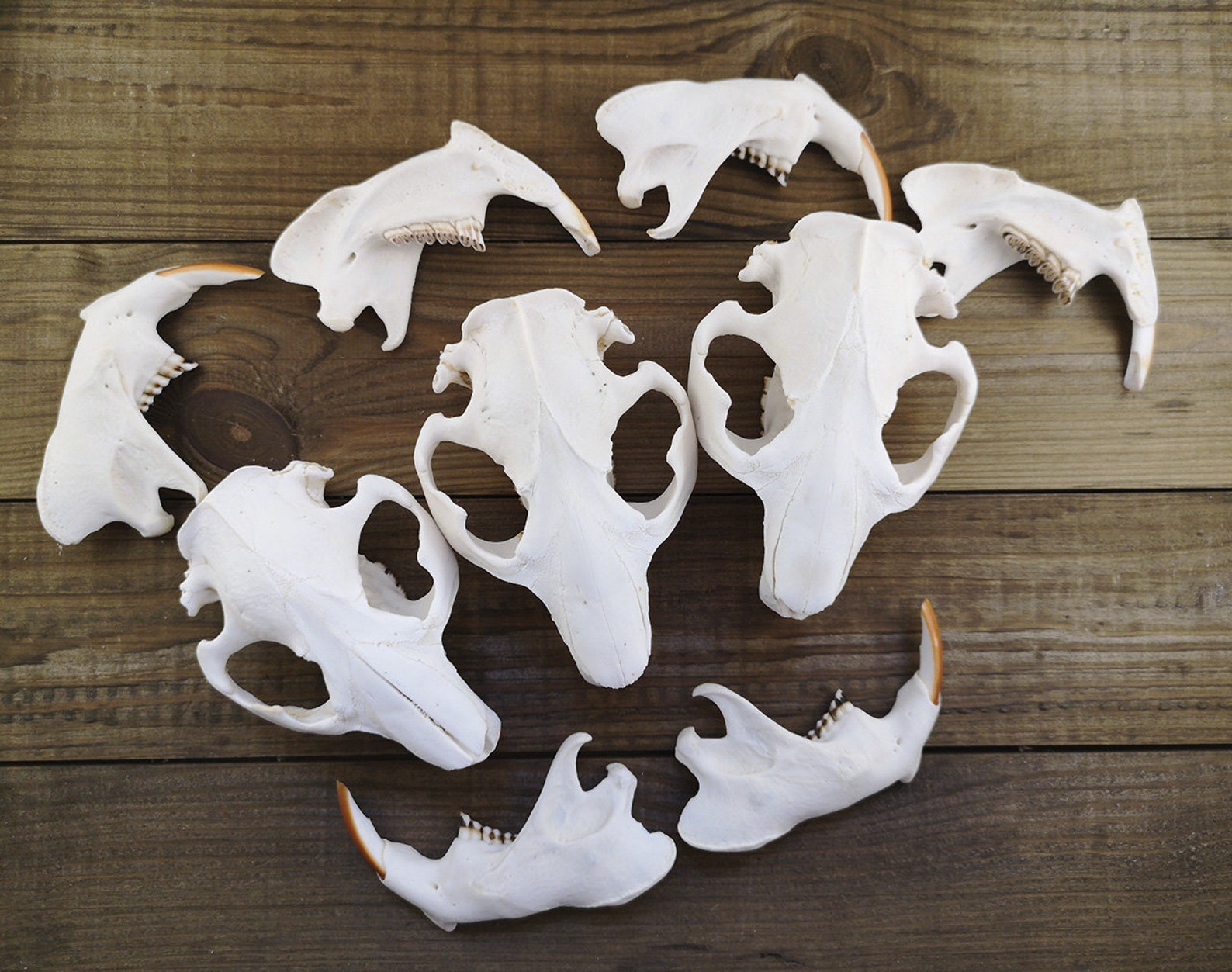 Real beaver skull. Beaver skull taxidermy. Real beaver bones. | Etsy