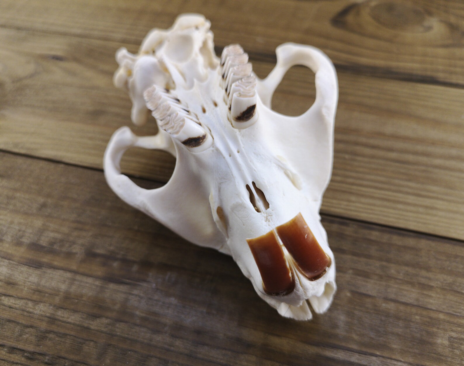 Real beaver skull. Beaver skull taxidermy. Real beaver bones. | Etsy