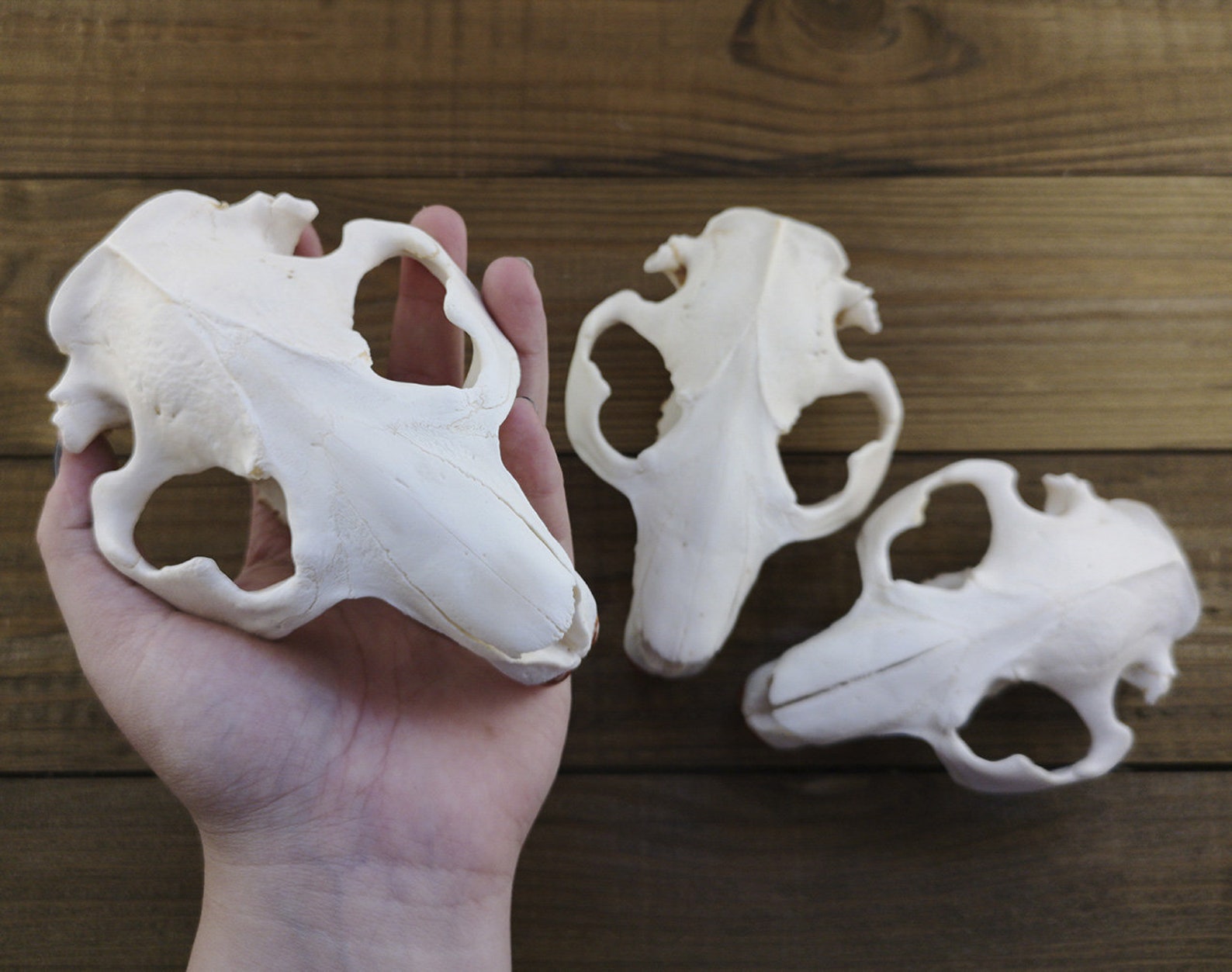 Real beaver skull. Beaver skull taxidermy. Real beaver bones. | Etsy