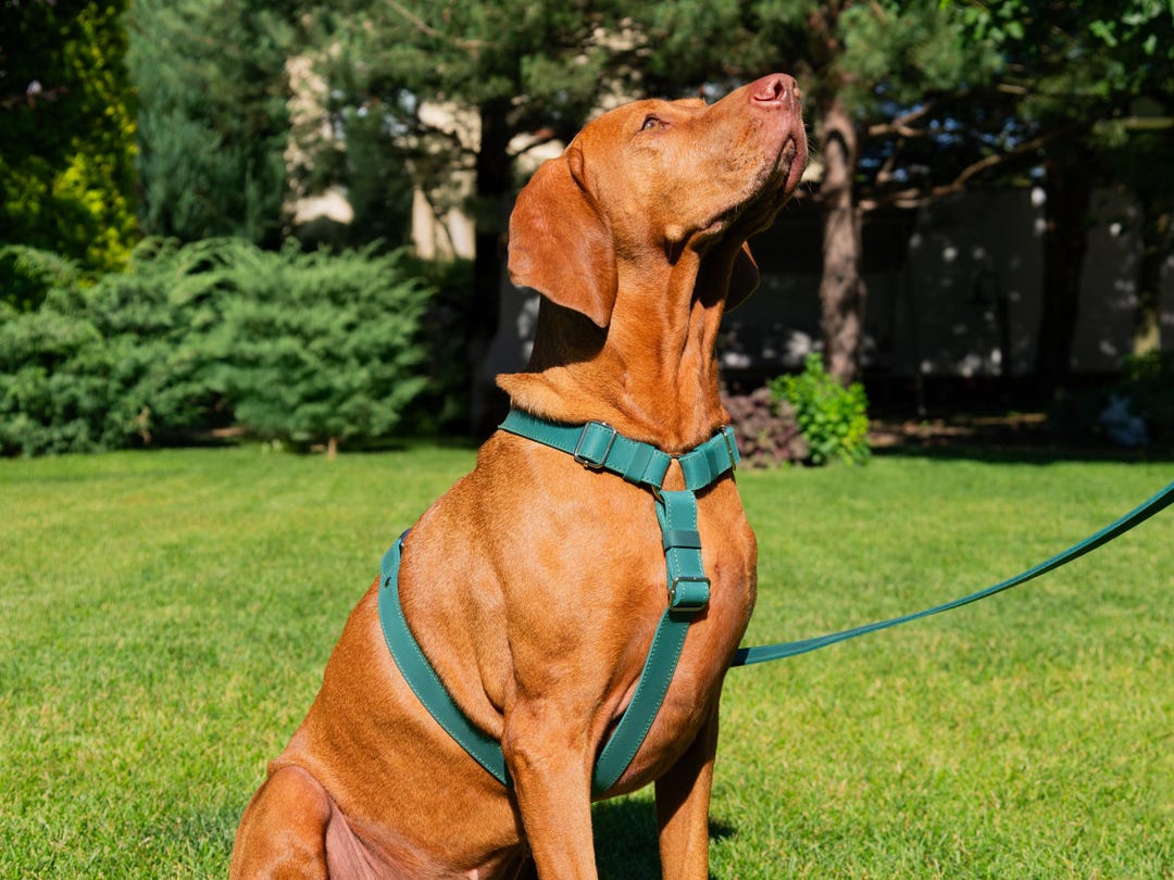 Leather Dog Harness, Personalized Dog Harness, Leather Chest Harness, Gifts for Pets, Adjustable ...