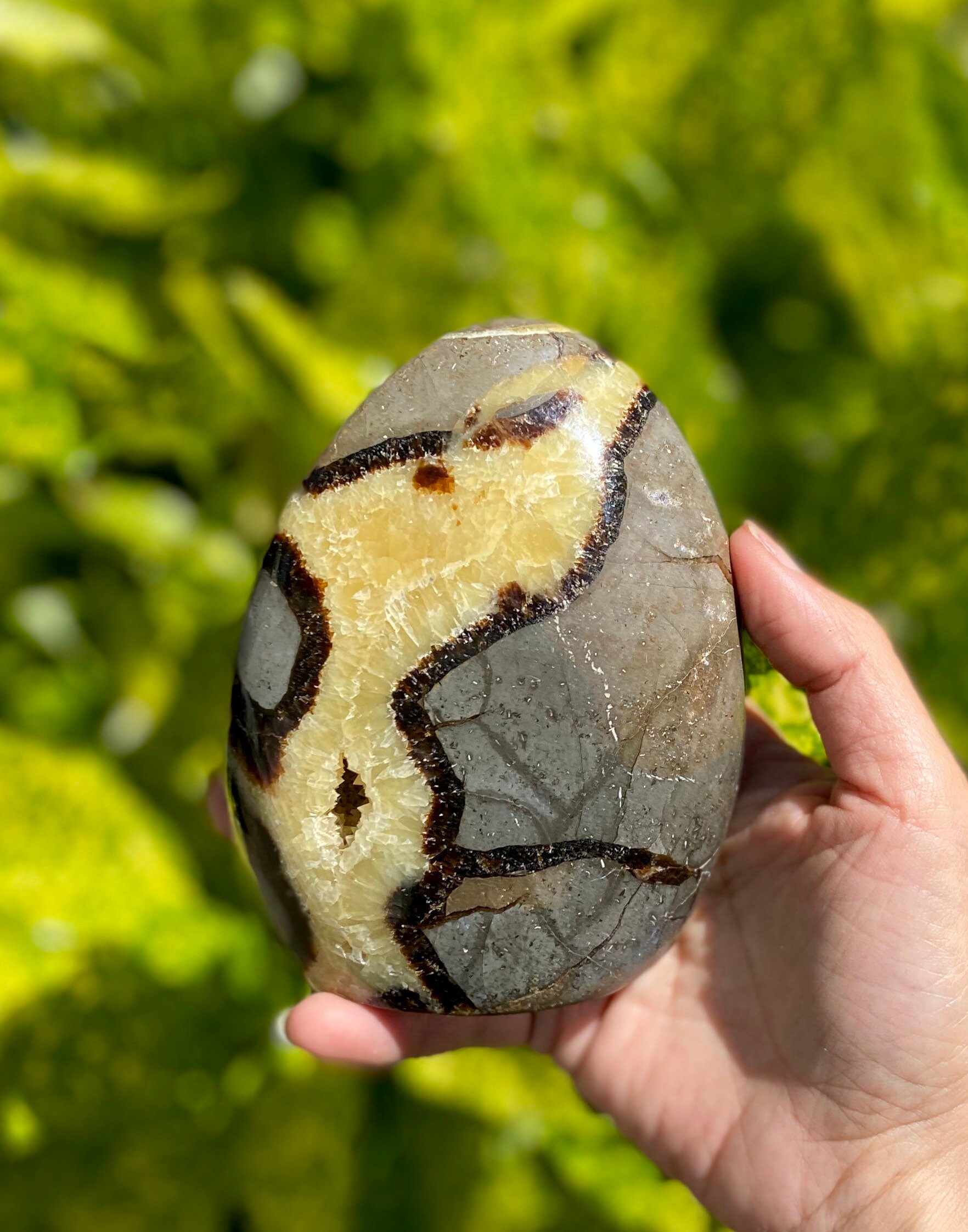 Septarian Dragon Polished Freeform Stone / 1-2 Pounds Each / - Etsy