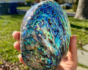 Abalone Shell With Stand - Etsy