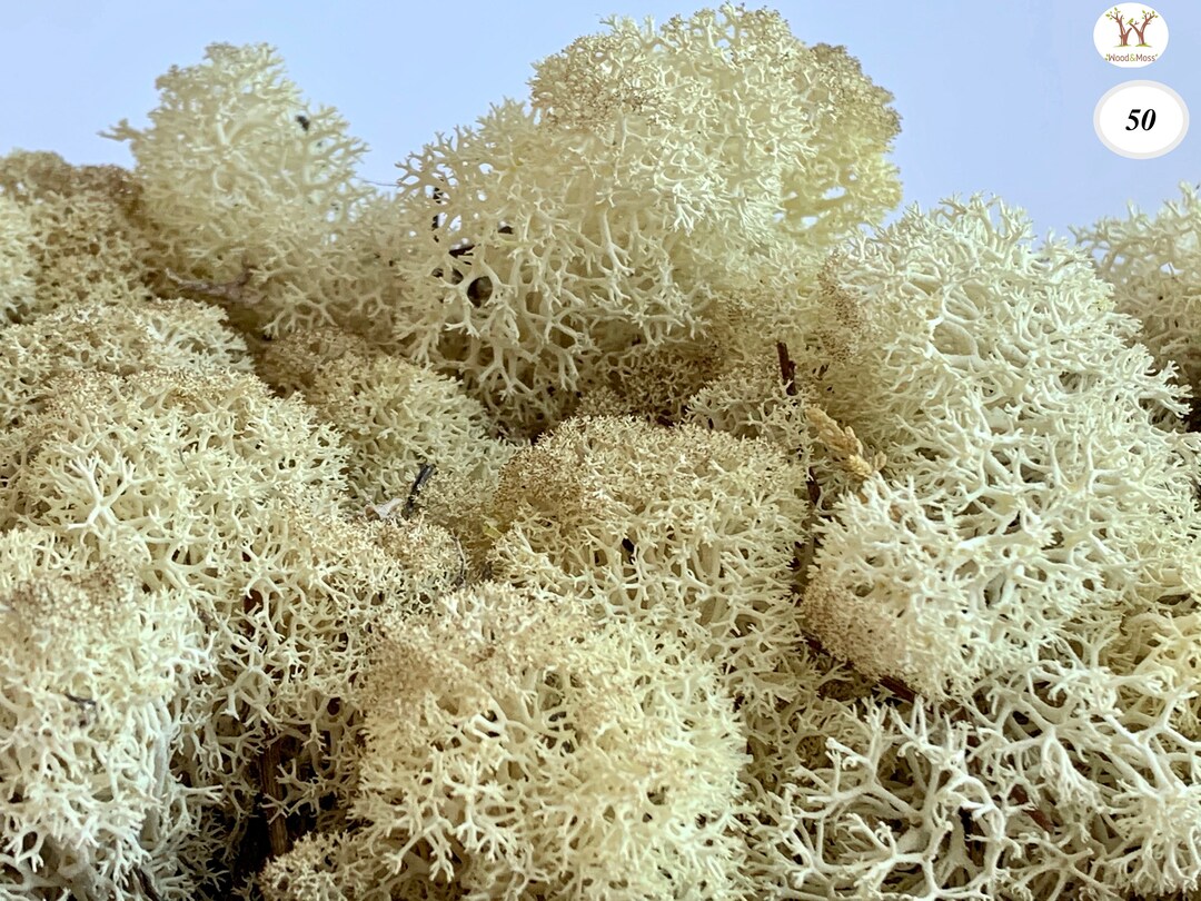 Musgo blanco natural, verde, musgo rosa, musgo de color conservado ...