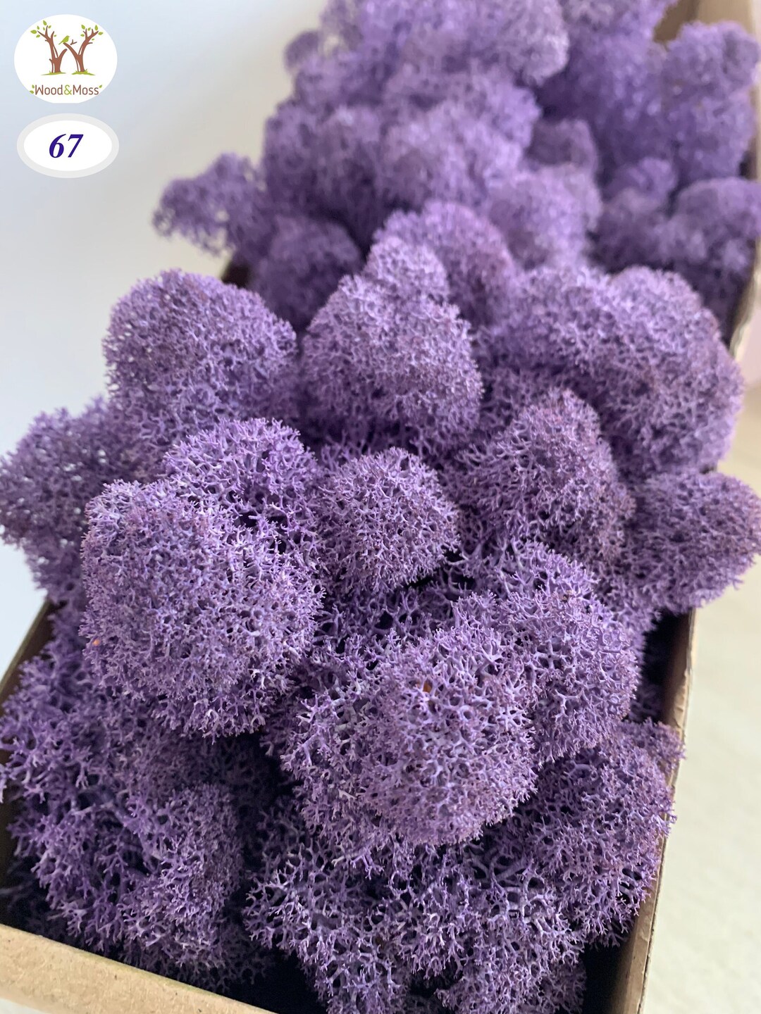 Preserved Reindeer Moss: Purple Yellow Pink Orange 24 Colors Lichen ...